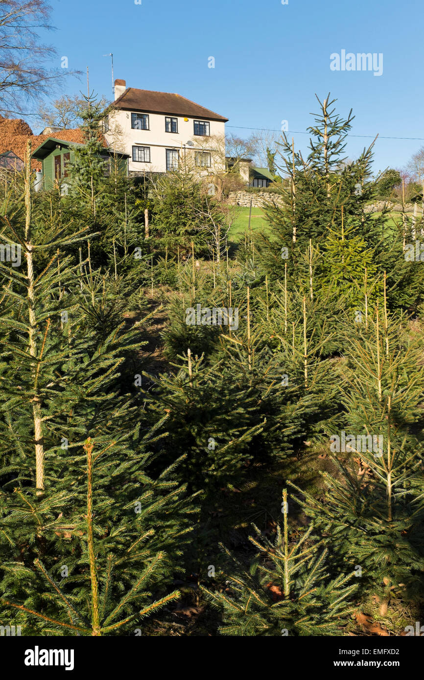 Farmed tree hi-res stock photography and images - Alamy