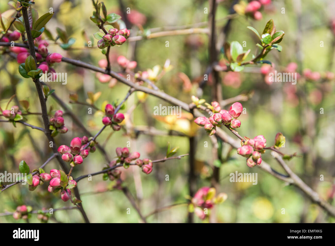 First tree flowers of spring hi-res stock photography and images - Alamy