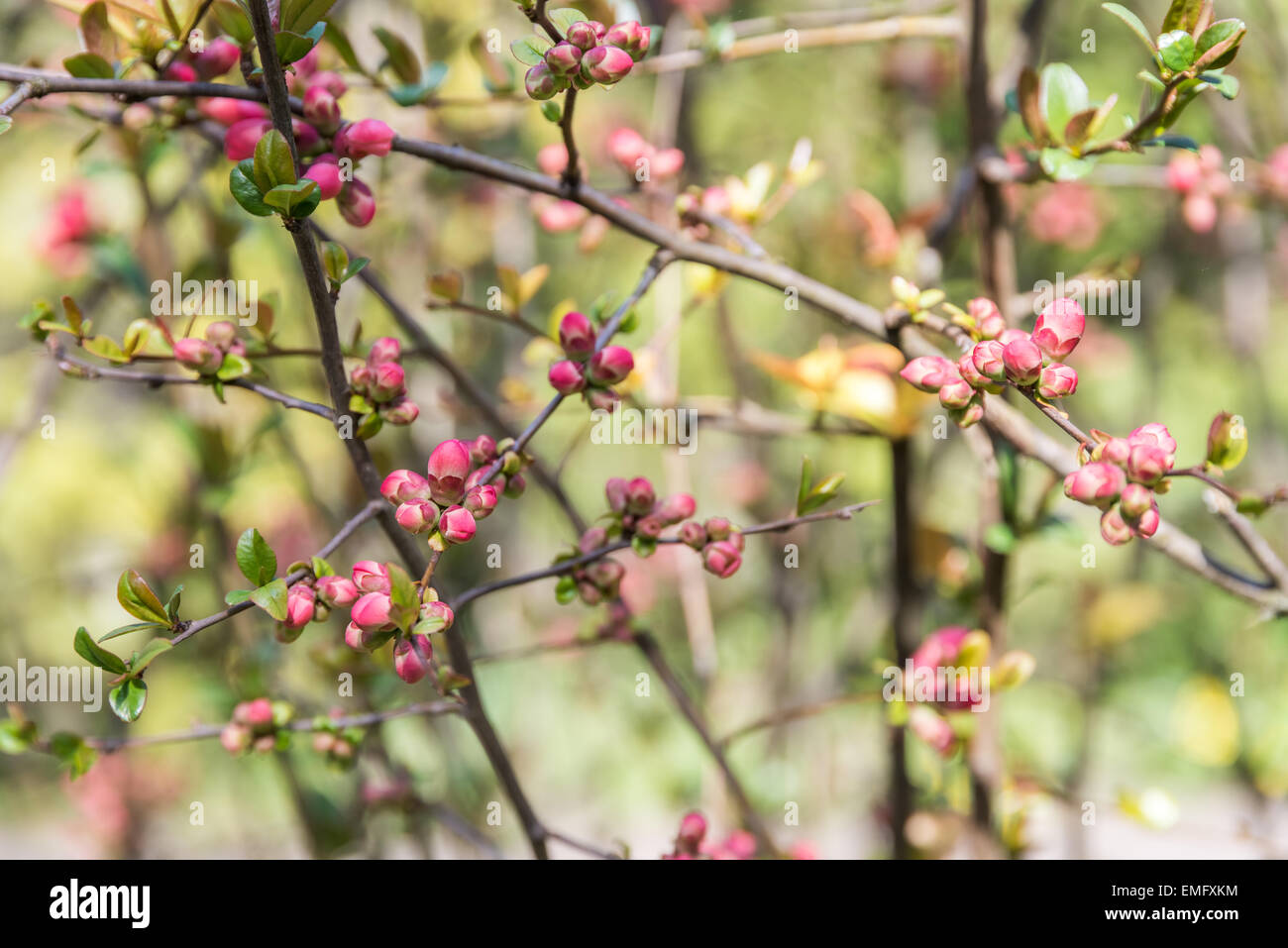 First spring red tree hi-res stock photography and images - Alamy