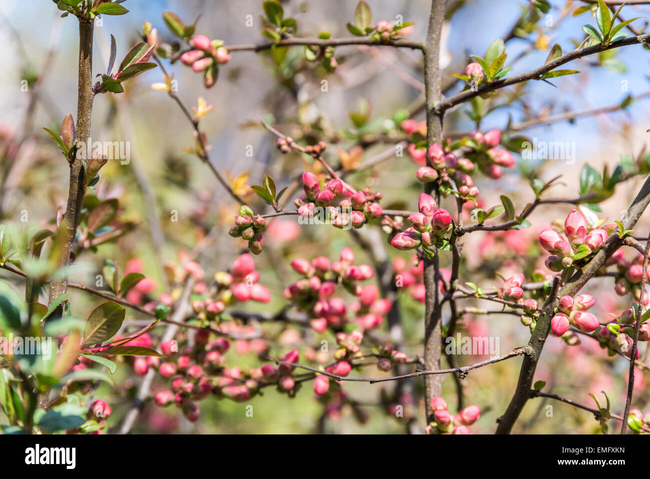 Spring Tree Branches And Buds Blossom Stock Photo - Alamy