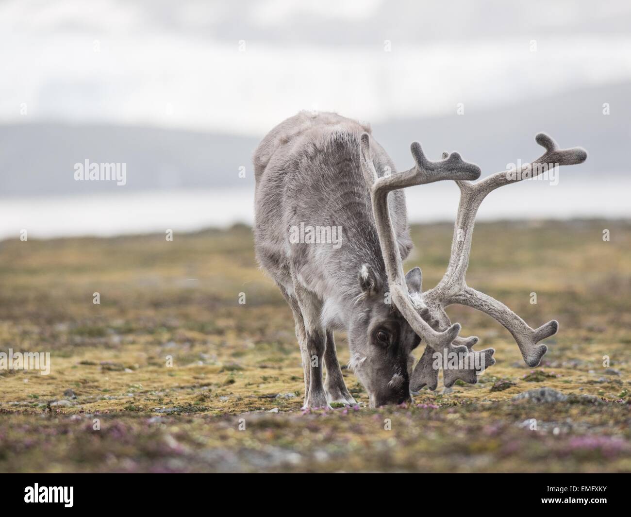Reindeer arctic tundra hi-res stock photography and images - Alamy