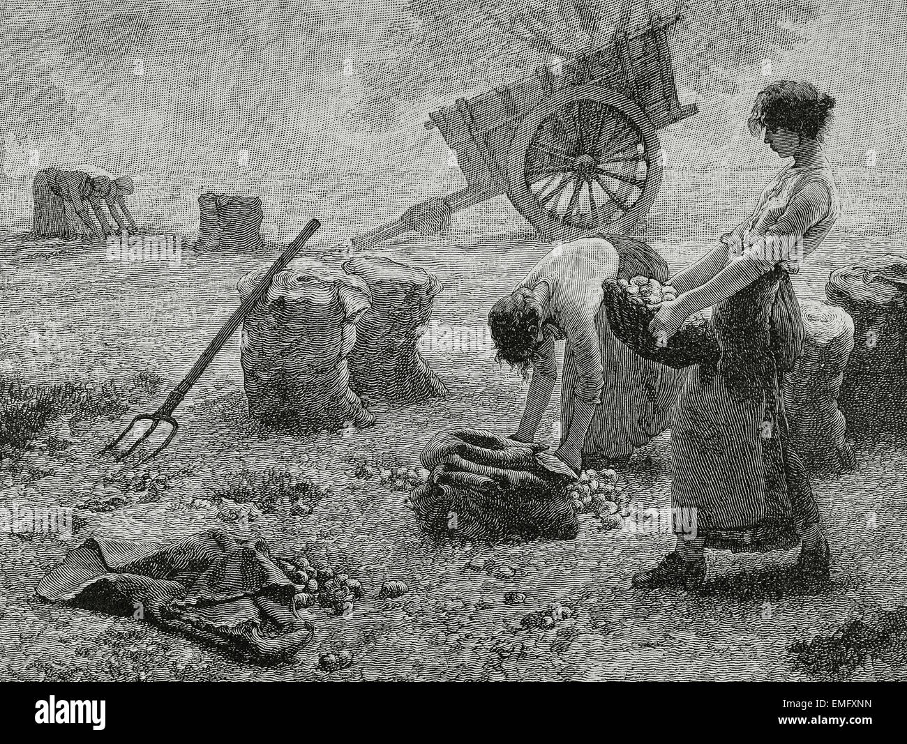 Agriculture. Mowing. Engraving, 19th century Stock Photo - Alamy