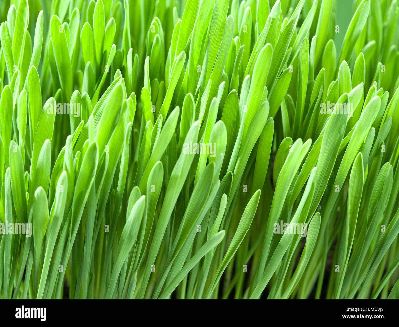 Fresh photo of nature hi-res stock photography and images - Alamy
