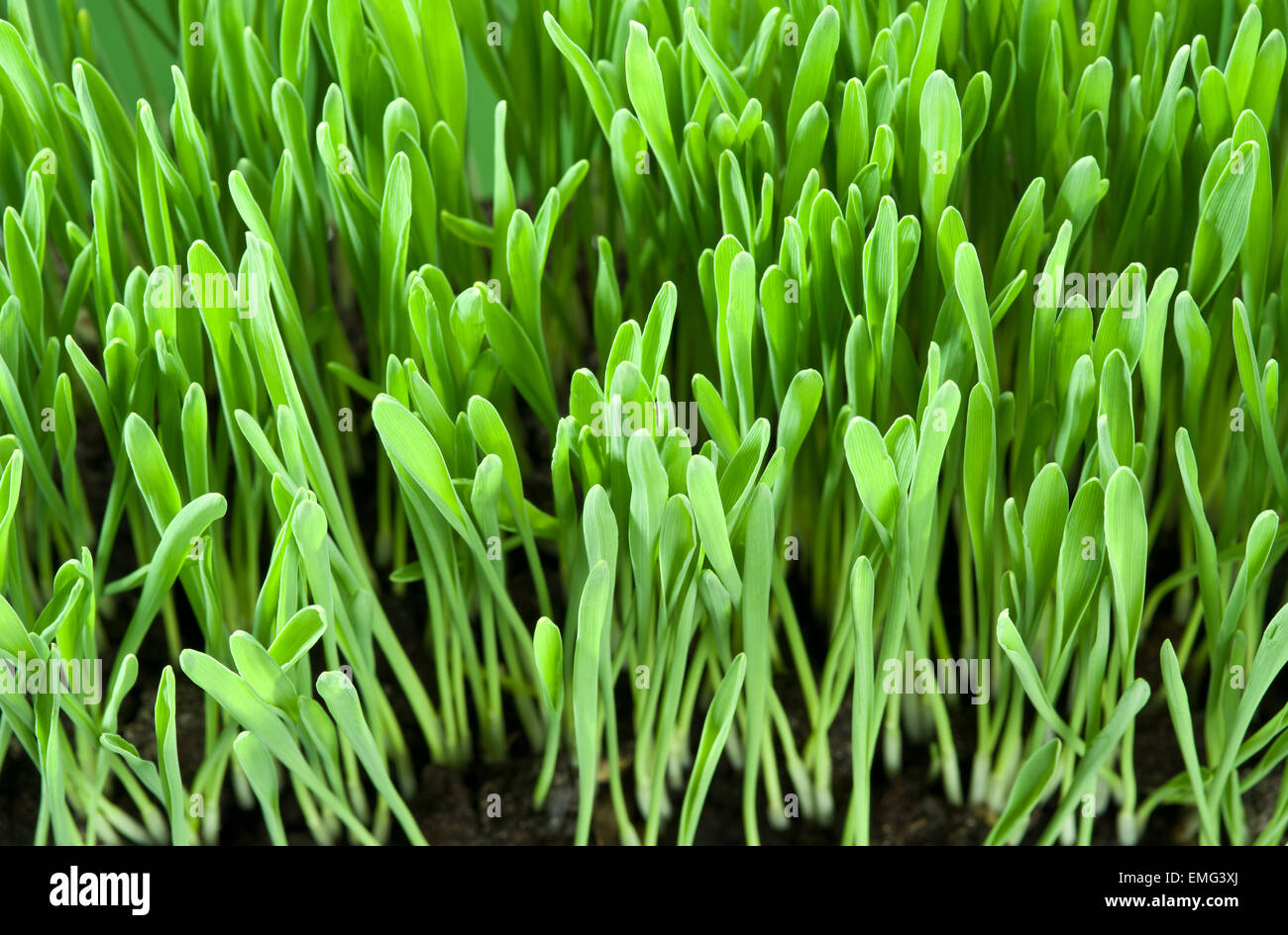 Grass nature nature base hi-res stock photography and images - Alamy