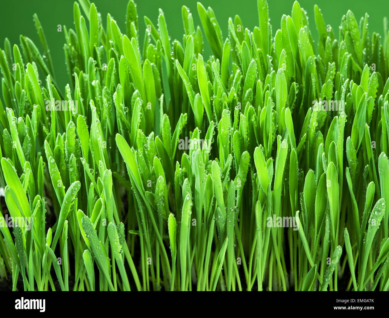 Growing nature grass hi-res stock photography and images - Alamy
