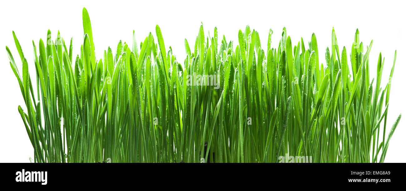 Green grass isolated on a white background Stock Photo - Alamy