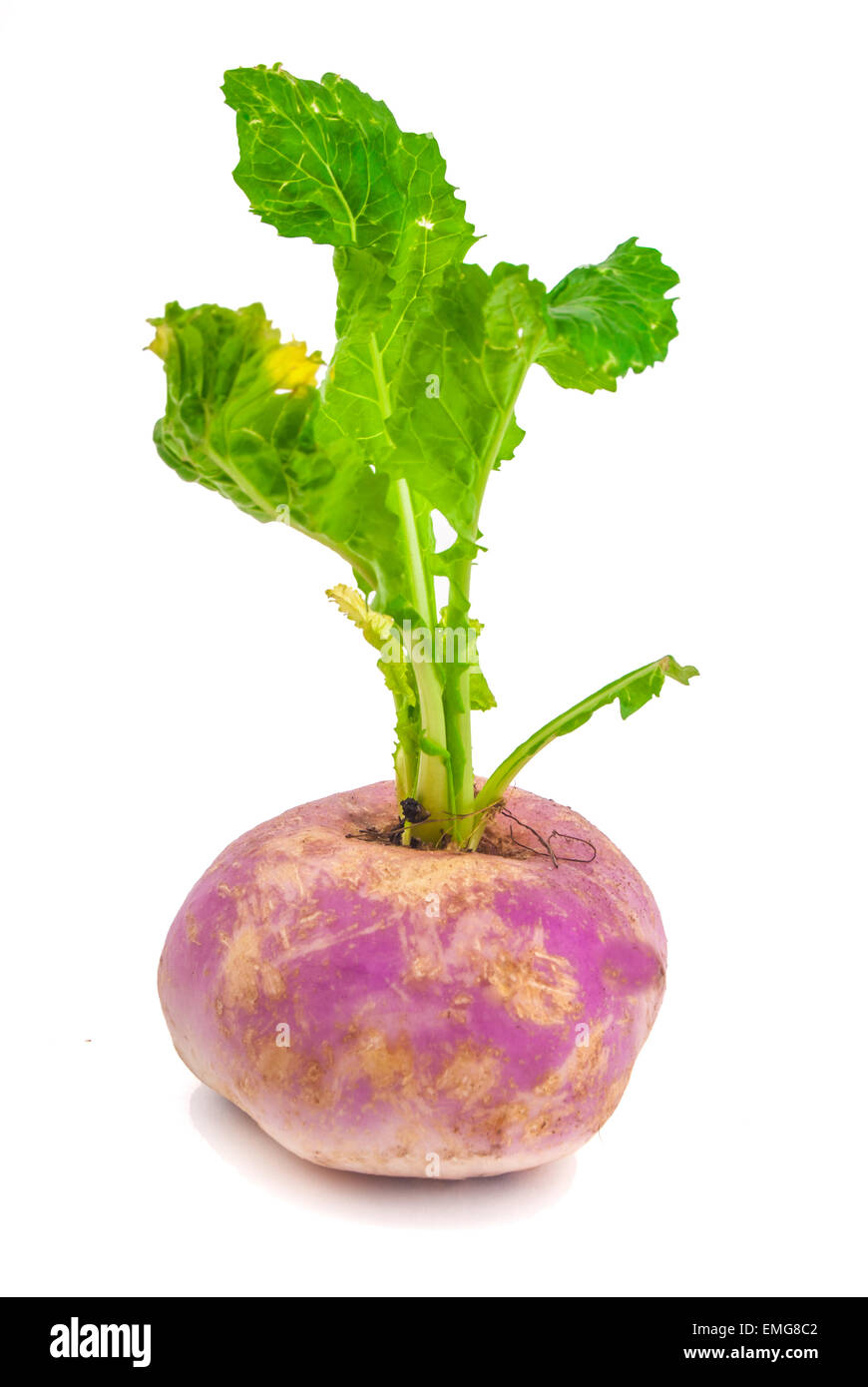 Ripe turnip isolated on white Stock Photo - Alamy