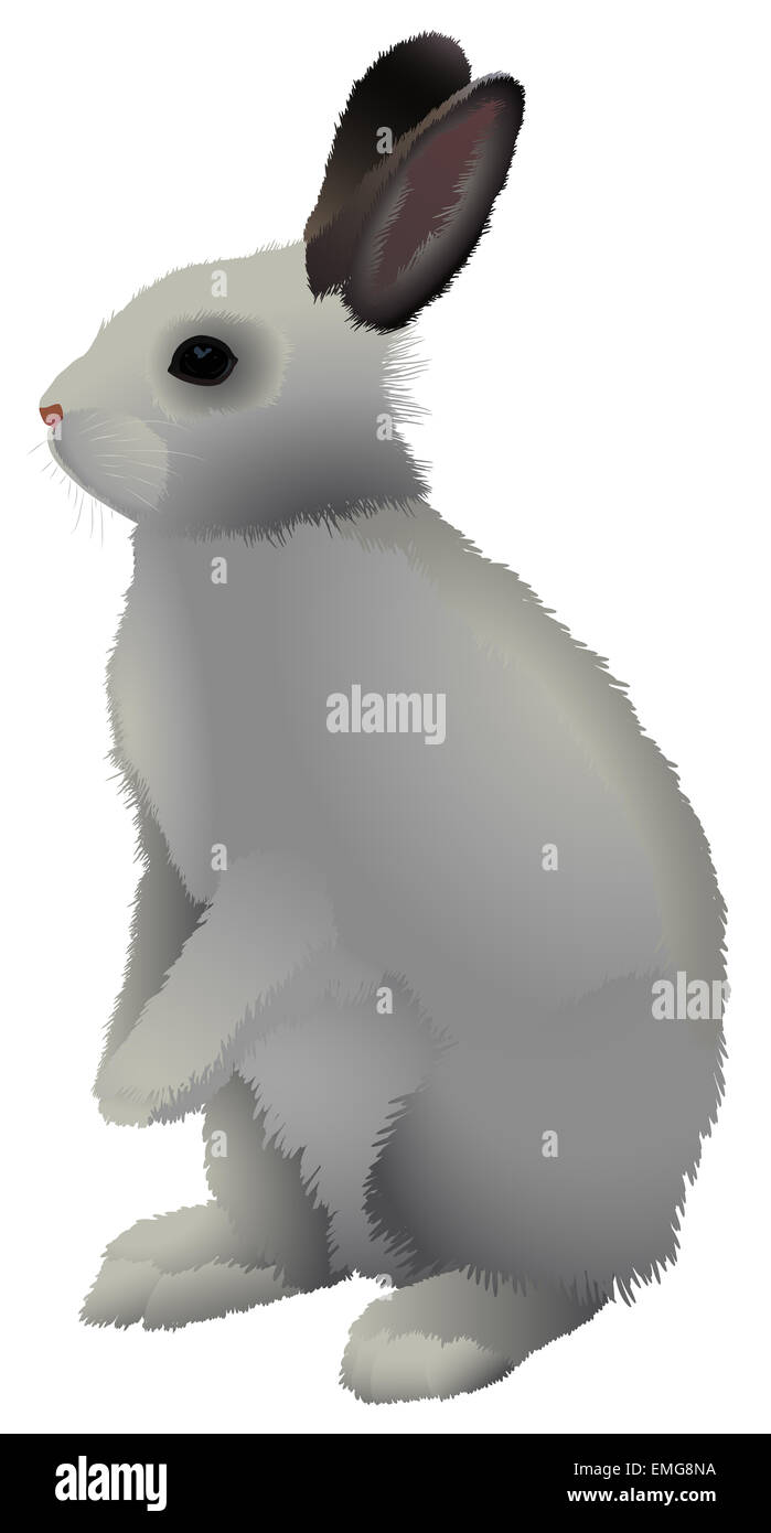 Rabbit standing up on hind legs hi-res stock photography and images - Alamy