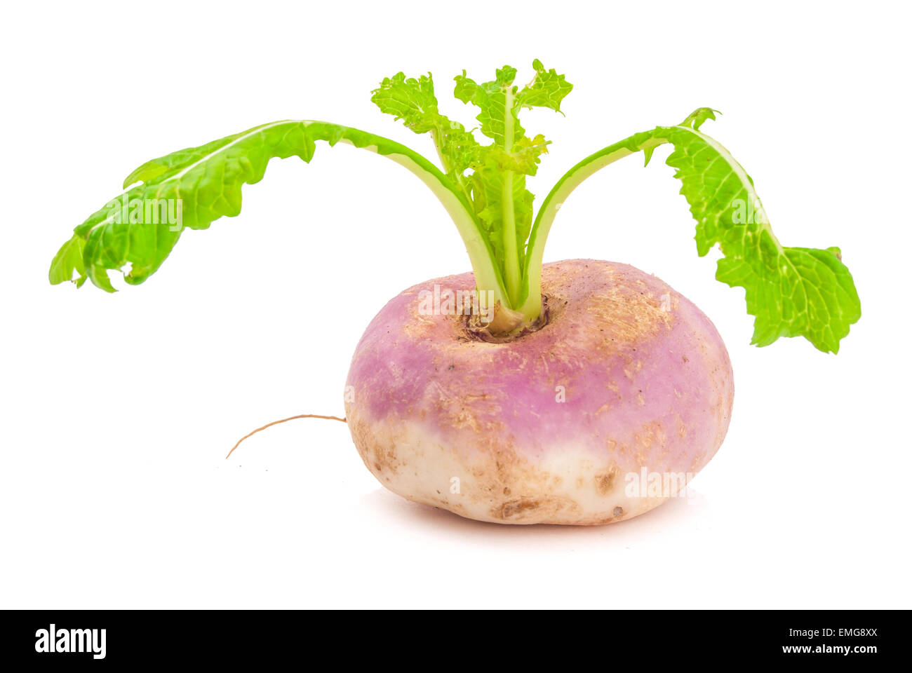 Ripe turnip isolated on white Stock Photo - Alamy