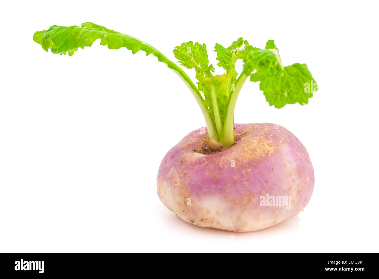 Ripe turnip isolated on white Stock Photo - Alamy