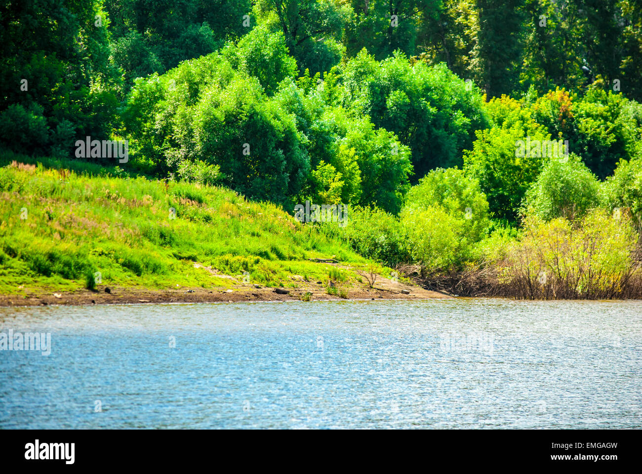trees near lake, green summer landscape Stock Photo - Alamy