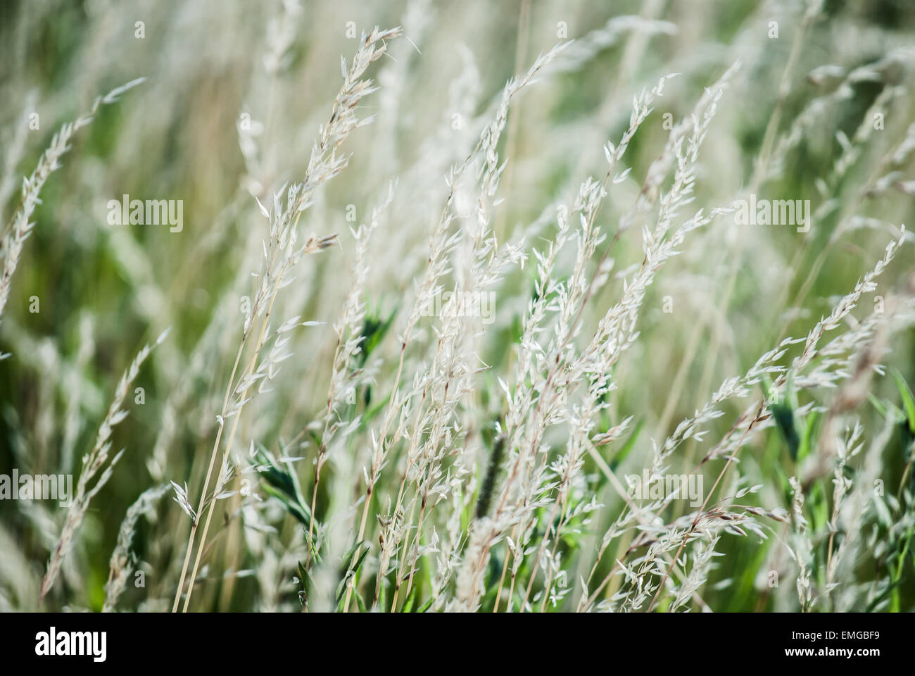dried summer grass in field Stock Photo - Alamy