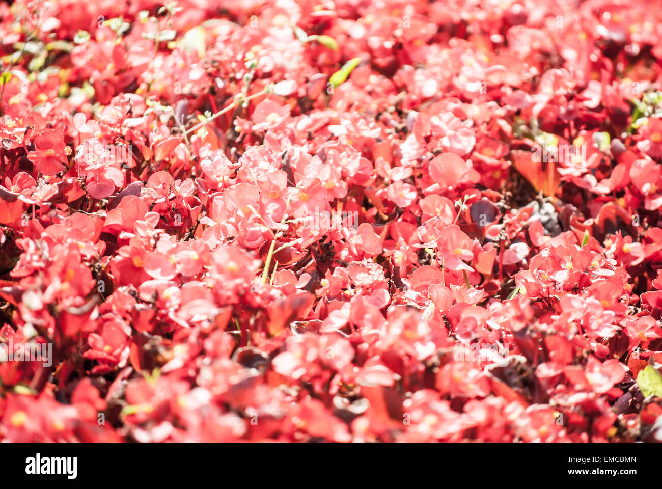 beautiful cultivated flowers in park (Begonia Stock Photo - Alamy
