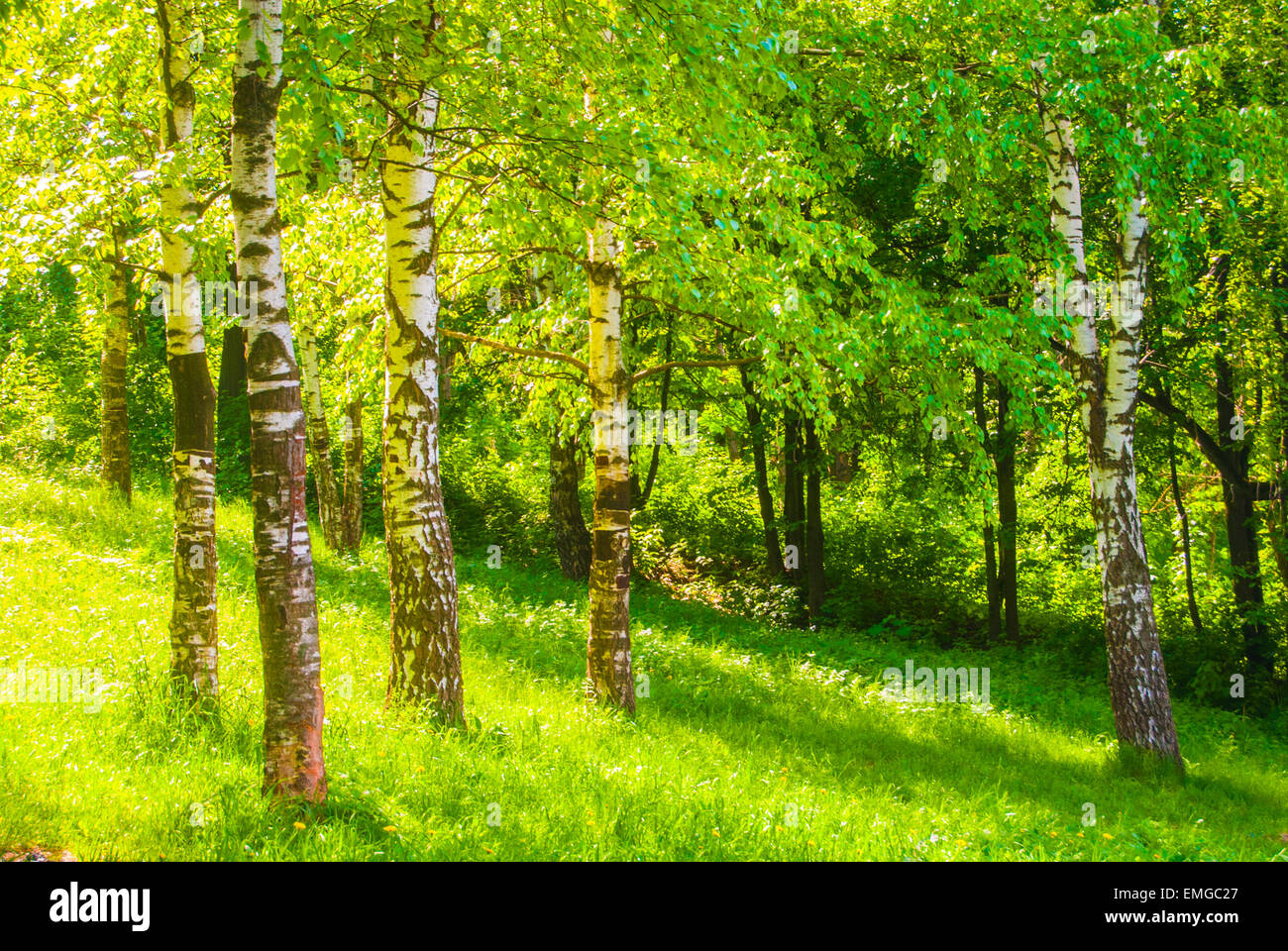 Spring landscape. Birch tree trunks and green grass in forest Stock ...
