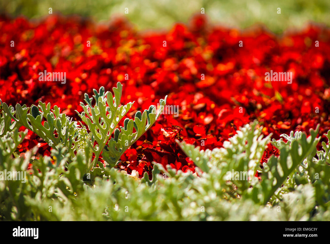 beautiful cultivated flowers in park (Begonia Stock Photo - Alamy