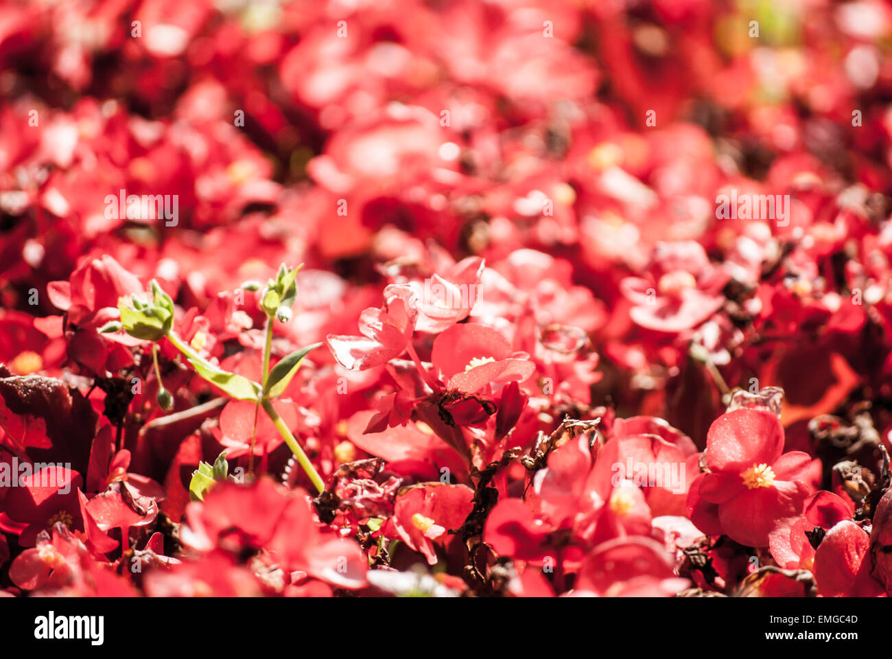 beautiful cultivated flowers in park (Begonia Stock Photo - Alamy