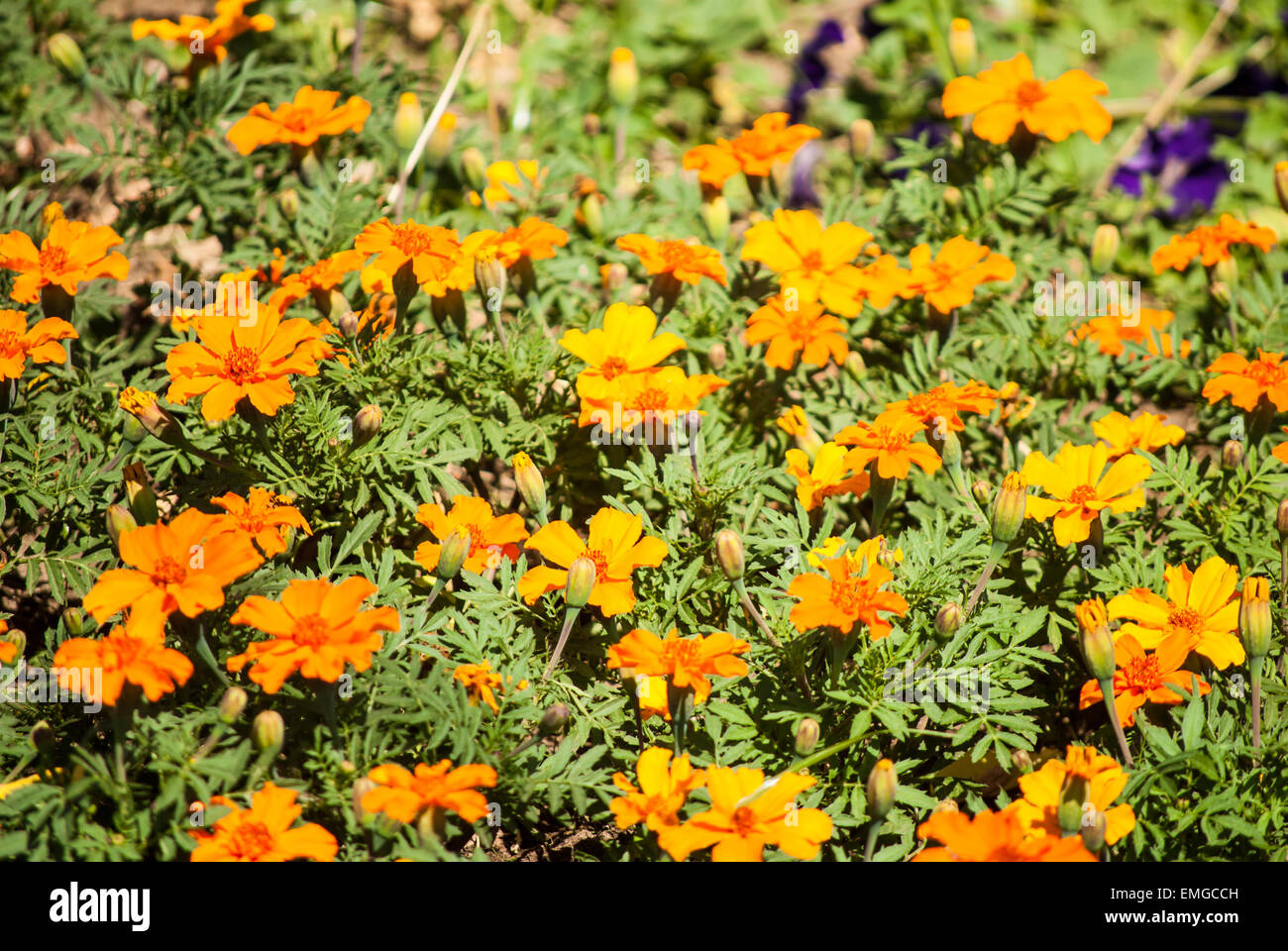 beautiful cultivated flowers in park Stock Photo - Alamy