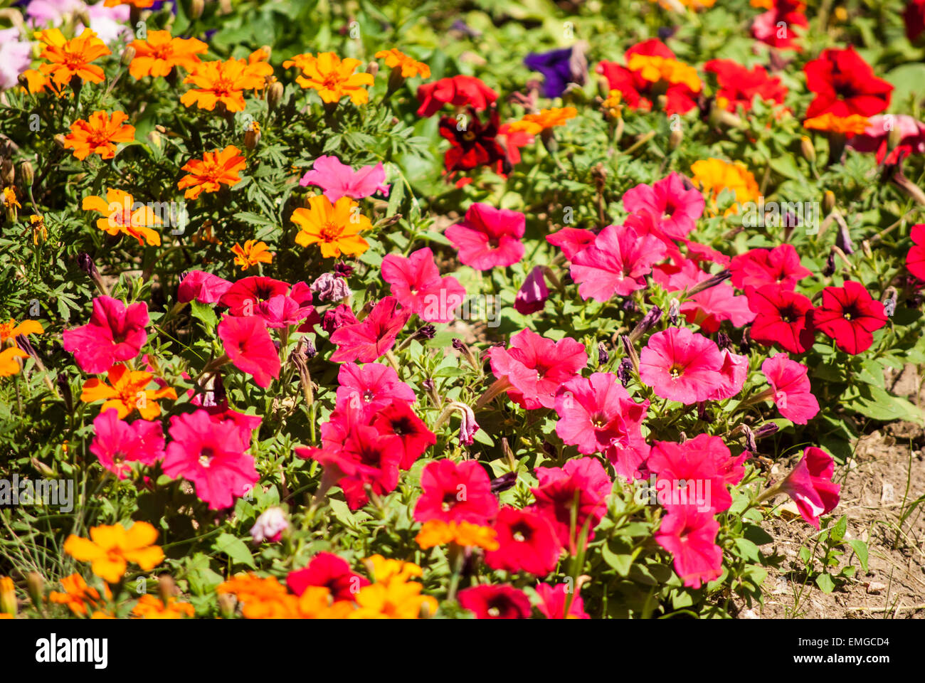 beautiful cultivated flowers in park, Petunia Stock Photo - Alamy