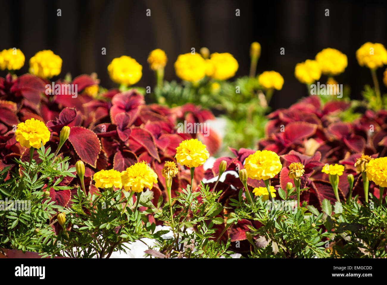 beautiful cultivated flowers in park Stock Photo - Alamy