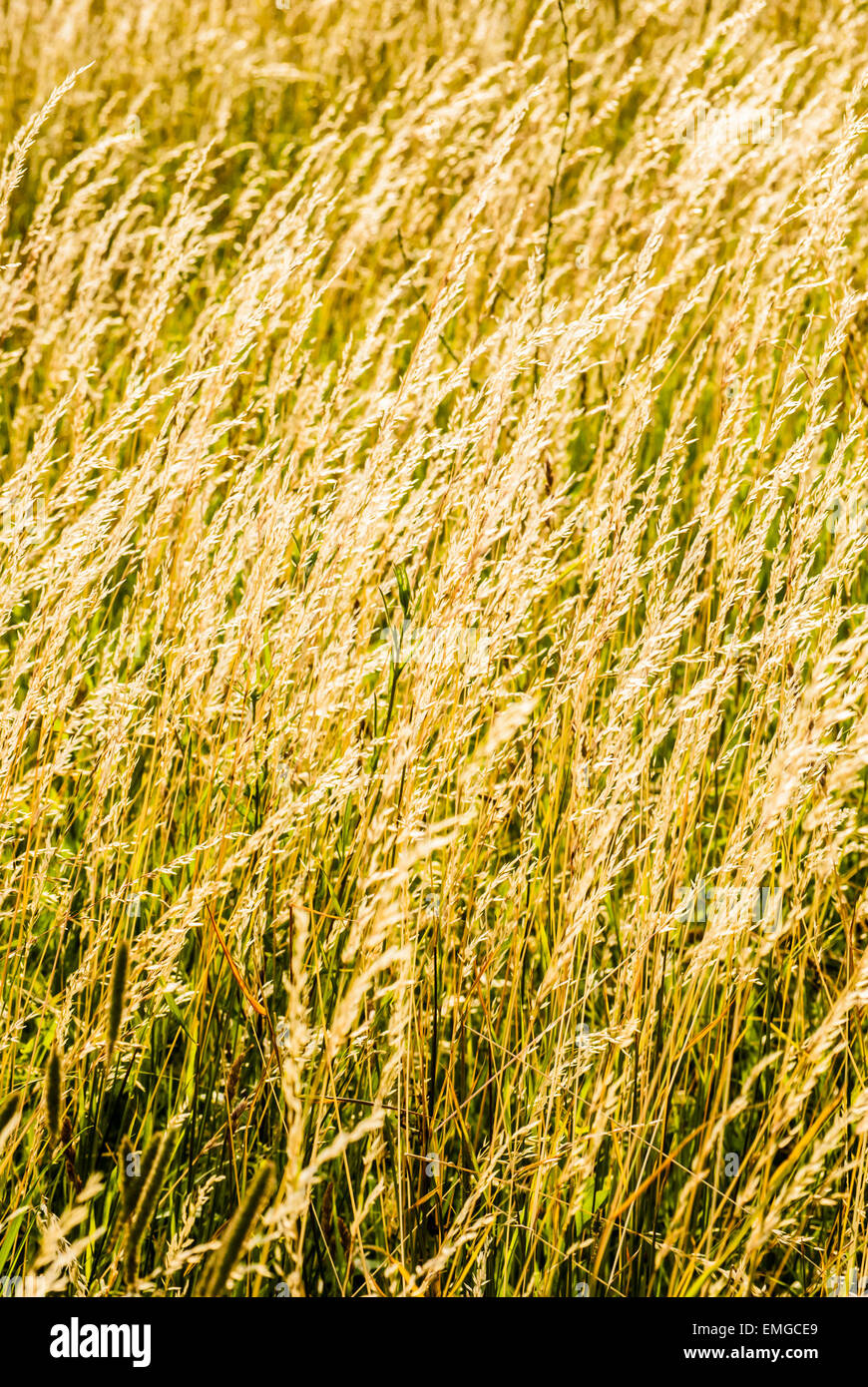 dried summer grass in field Stock Photo - Alamy