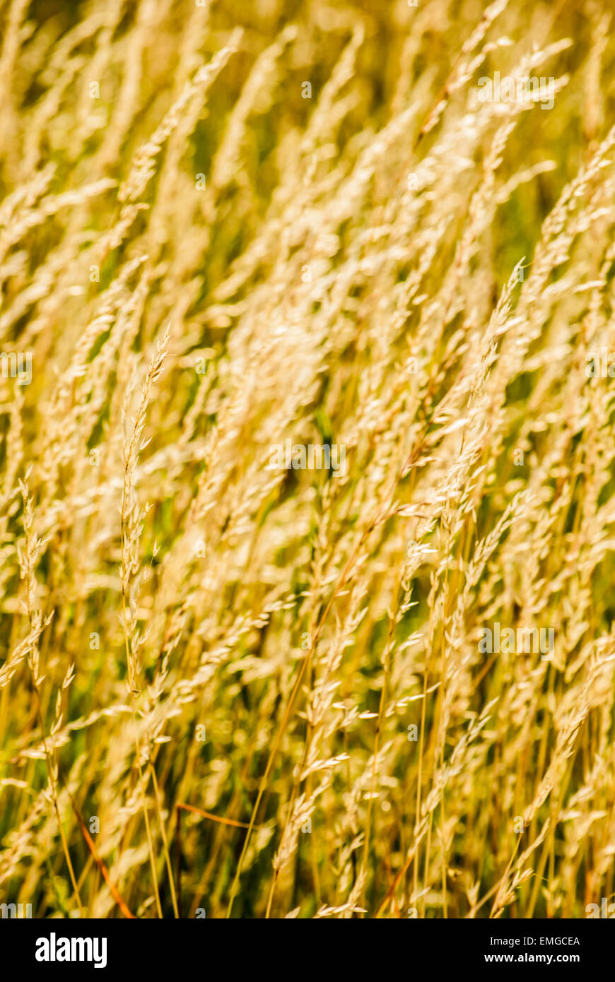 dried summer grass in field Stock Photo - Alamy