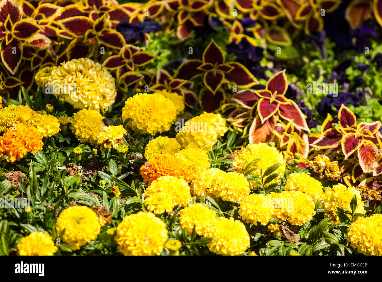 beautiful cultivated flowers in park ( Tagetes Stock Photo - Alamy
