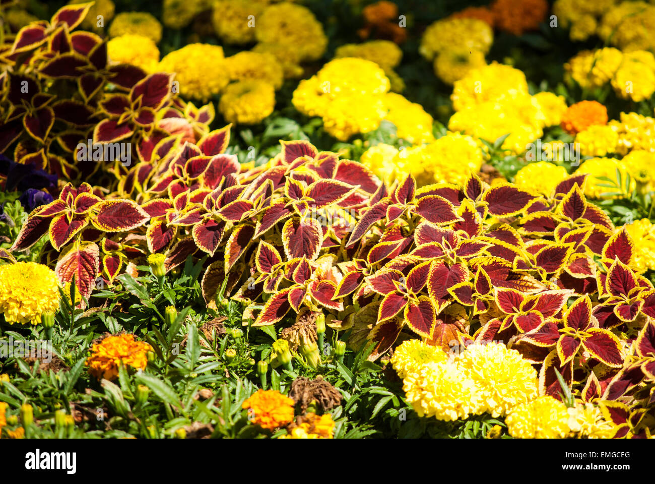 beautiful cultivated flowers in park Stock Photo - Alamy