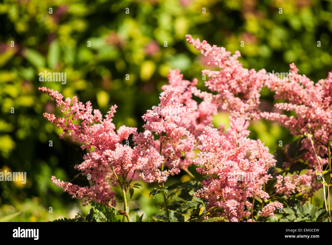 beautiful cultivated flowers in park Stock Photo - Alamy