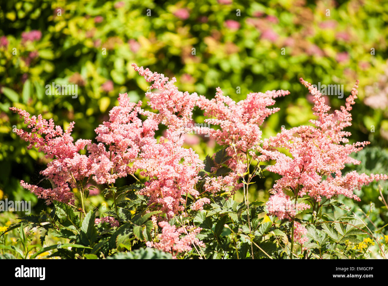 beautiful cultivated flowers in park Stock Photo - Alamy