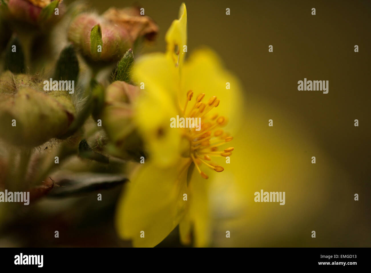 Selective color flower hi-res stock photography and images - Alamy