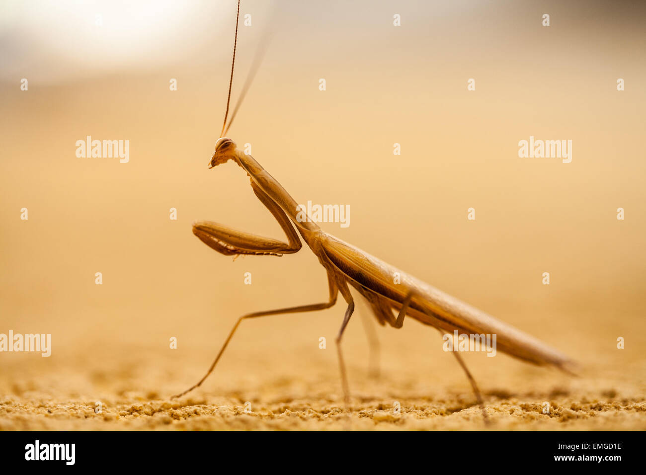 Praying mantis antenna hi-res stock photography and images - Alamy