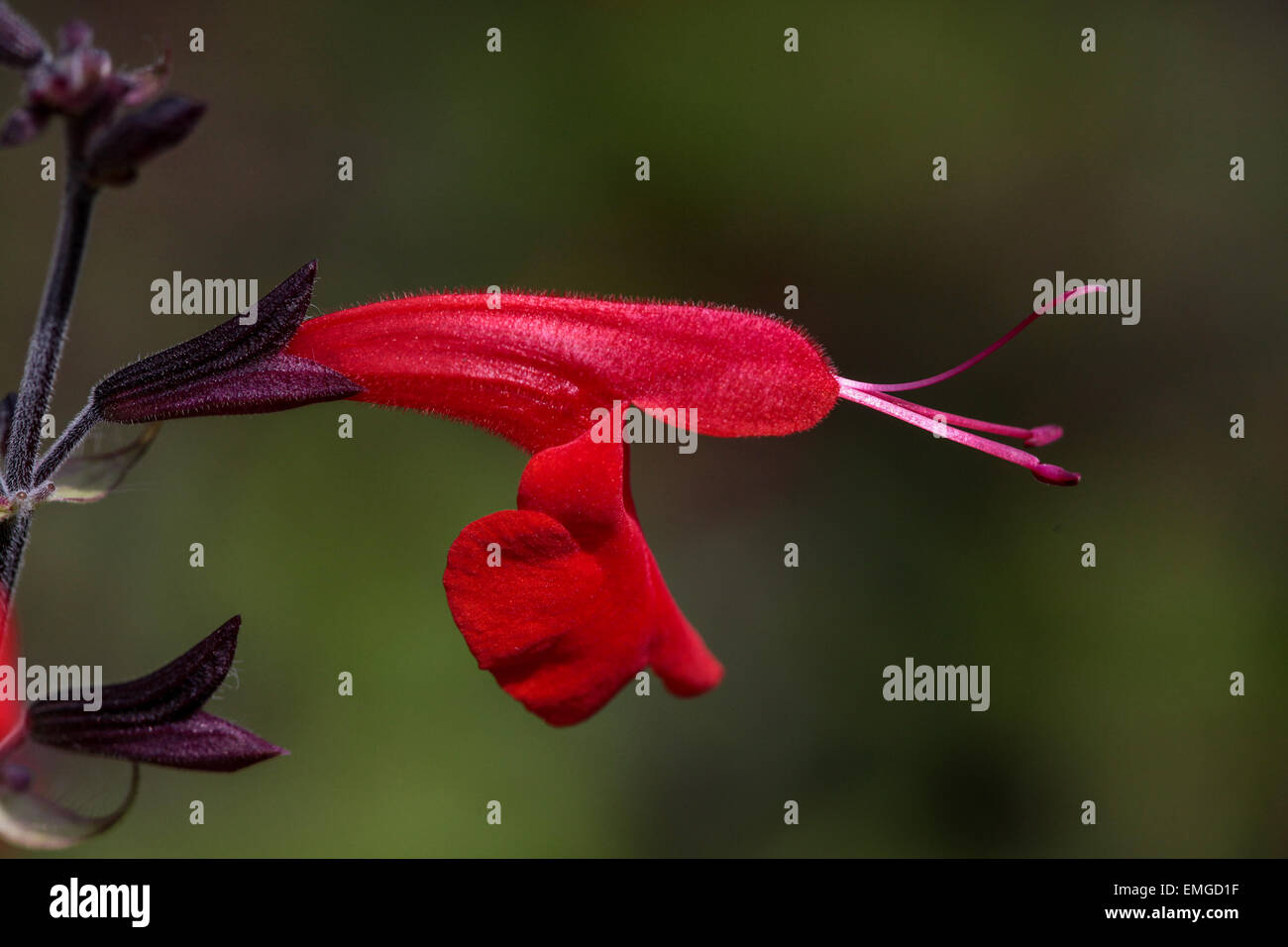 Depth detail hi-res stock photography and images - Alamy