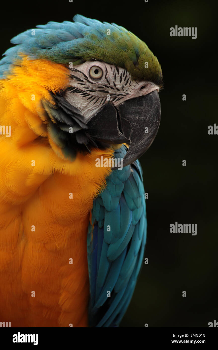 Macaw palm leaf hi-res stock photography and images - Alamy