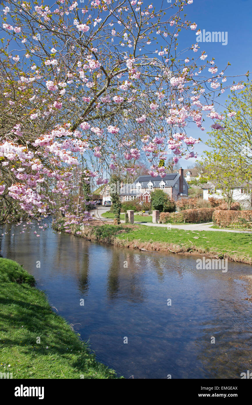 Blossom tree river uk hi-res stock photography and images - Alamy