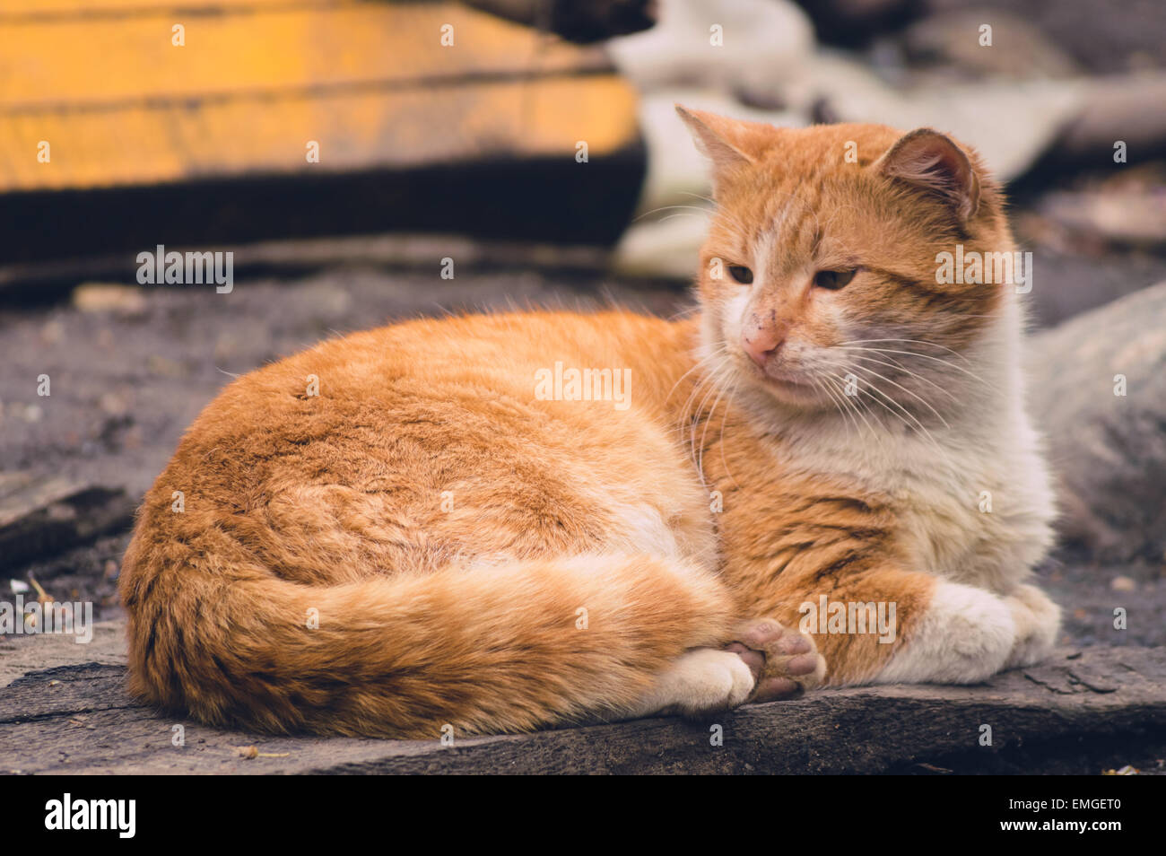 One orange cat Stock Photo - Alamy