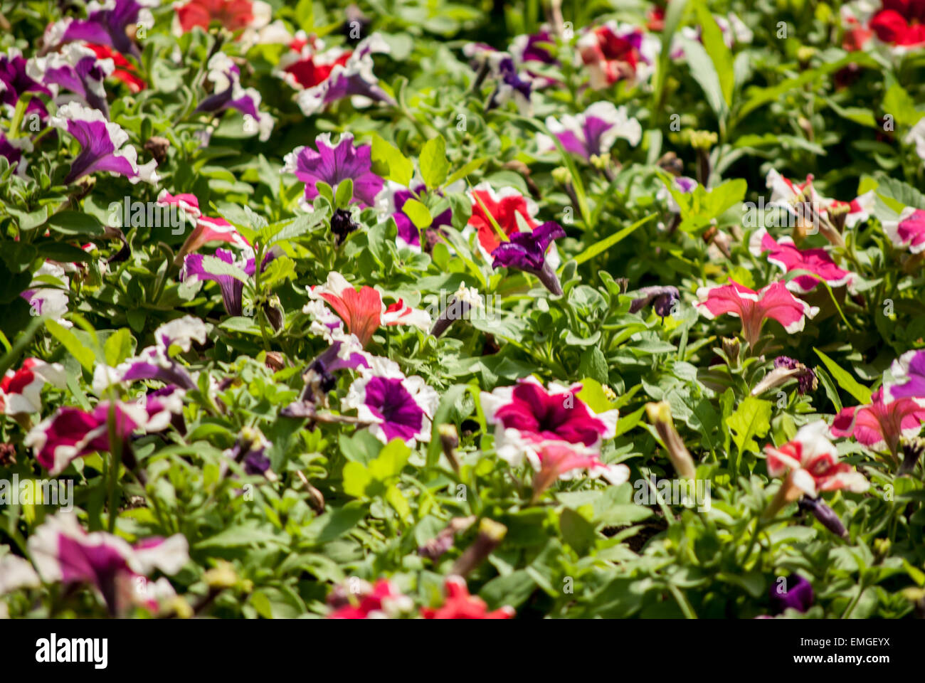 beautiful cultivated flowers in park, Petunia Stock Photo - Alamy