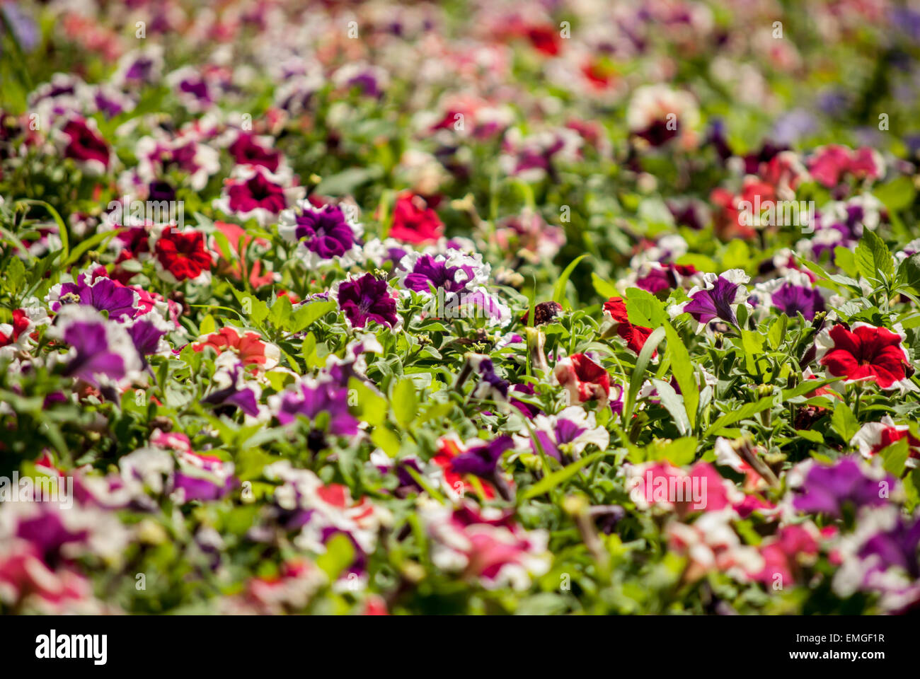 beautiful cultivated flowers in park, Petunia Stock Photo - Alamy