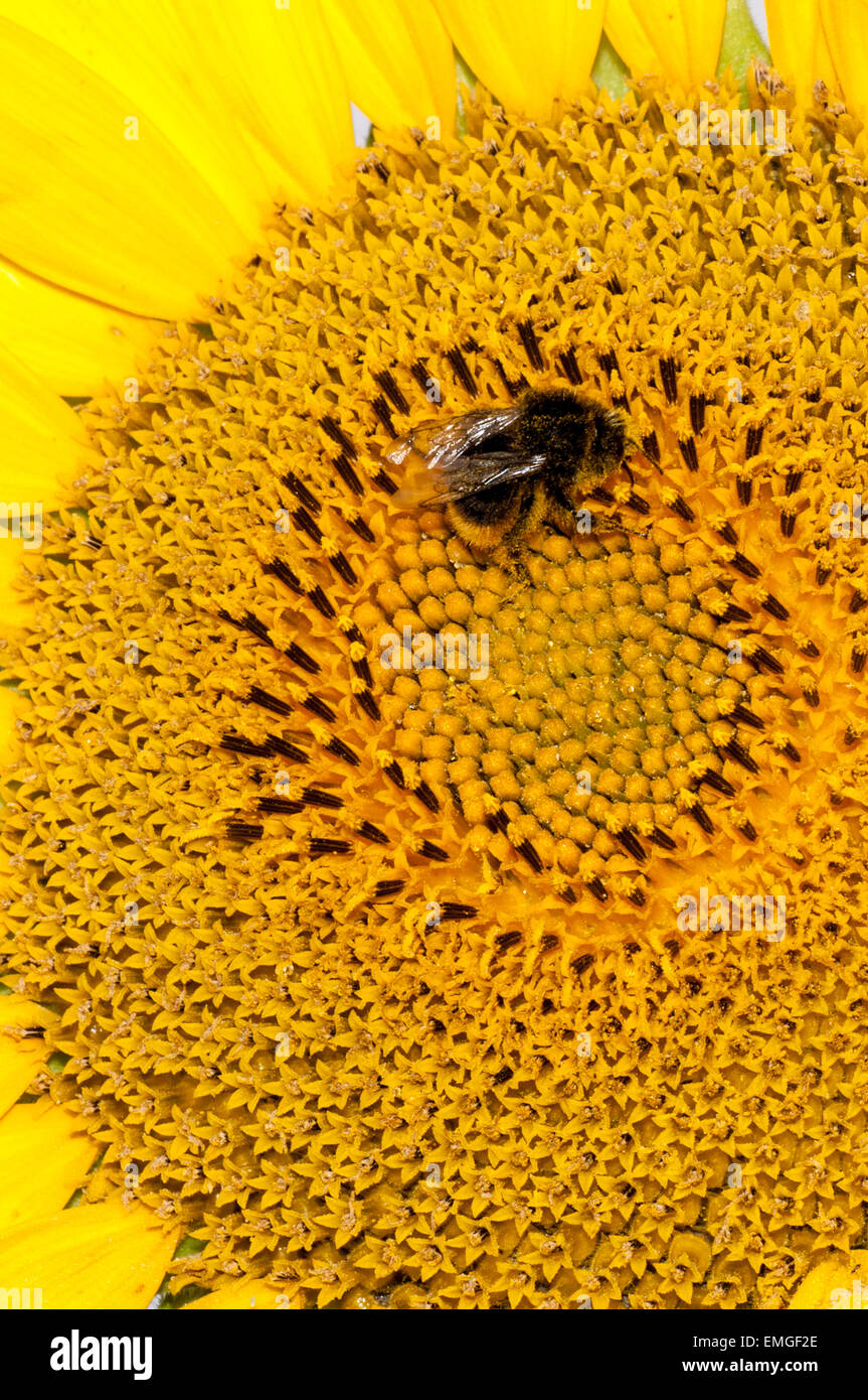 Working on a sunflower hi-res stock photography and images - Alamy