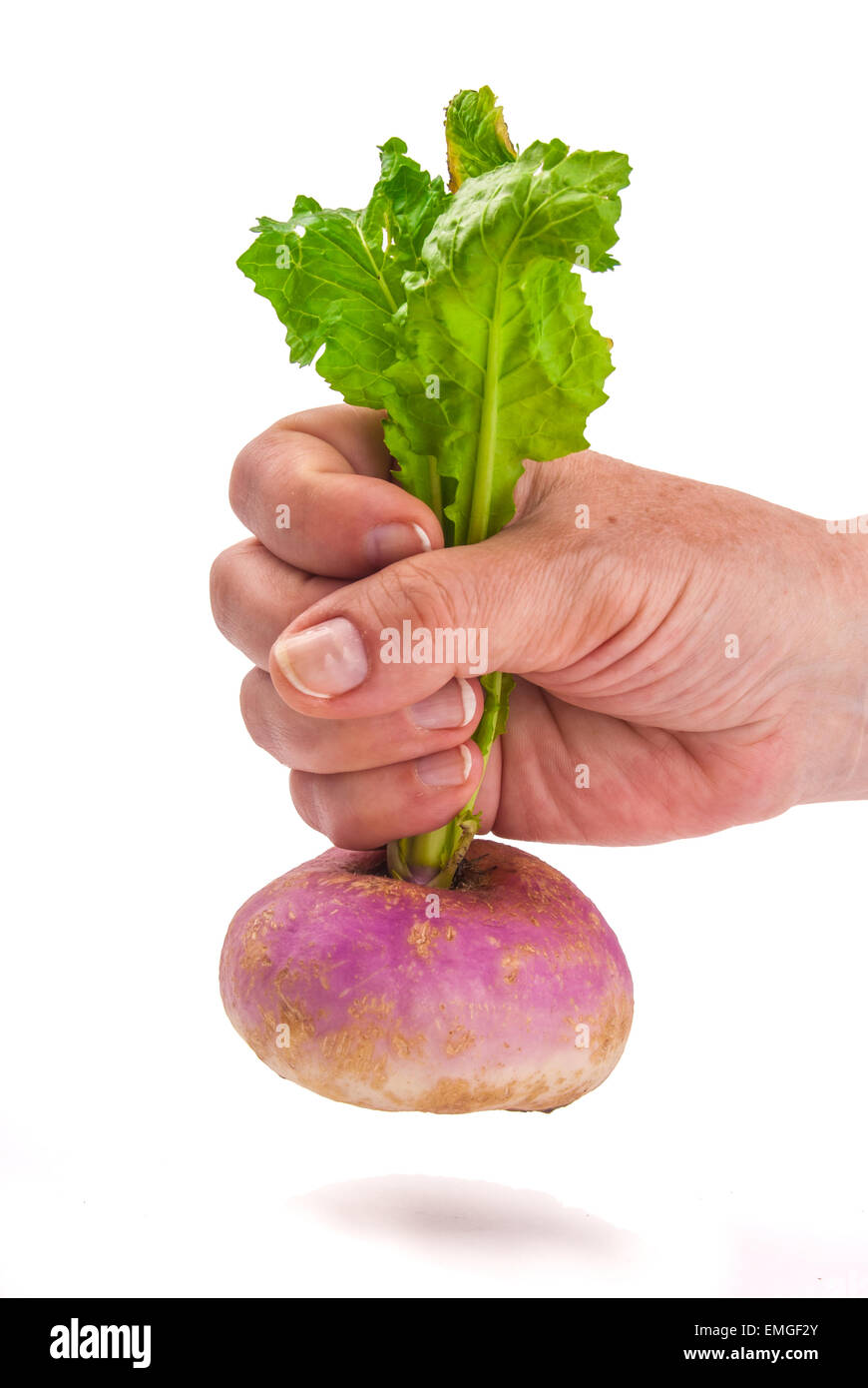 Ripe turnip in female hand isolated on white Stock Photo - Alamy