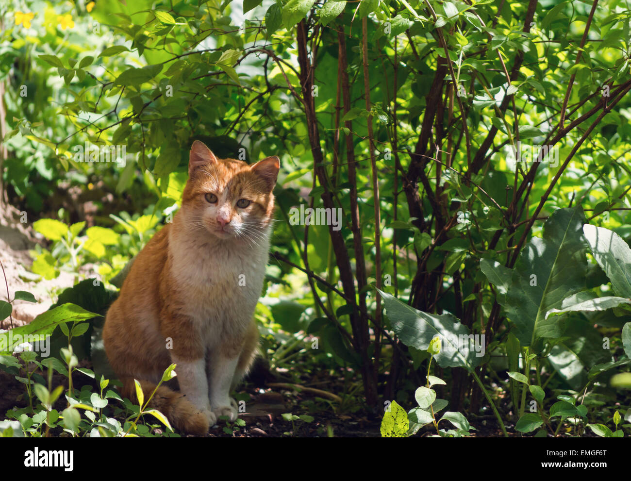 Lonely cat hi-res stock photography and images - Alamy