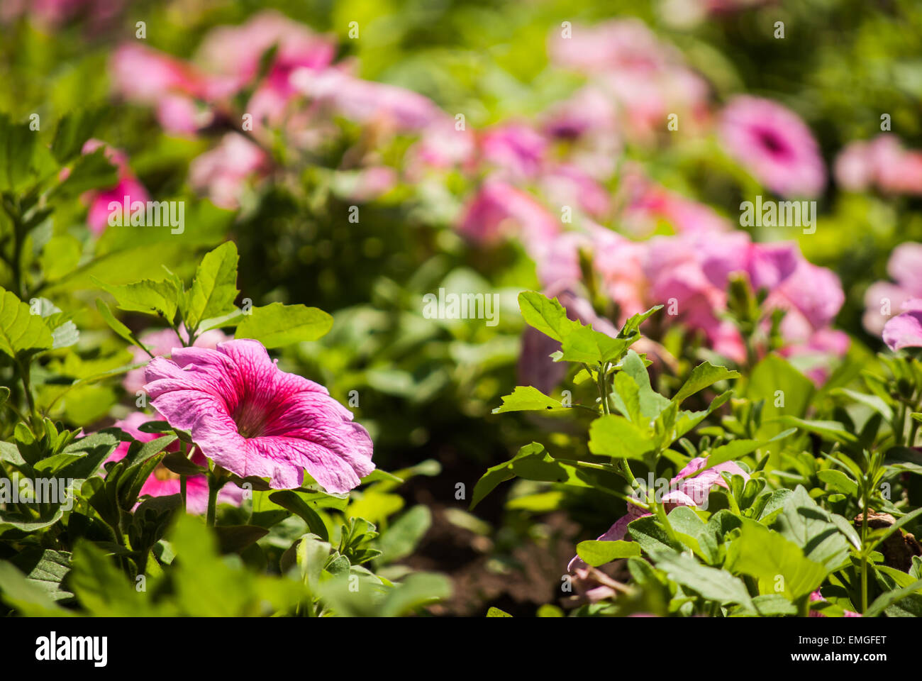 beautiful cultivated flowers in park, Petunia Stock Photo - Alamy