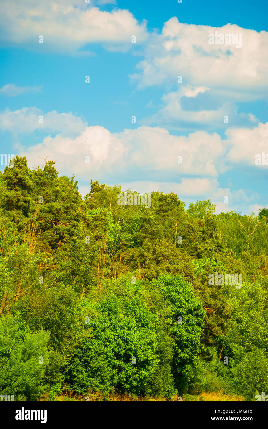 Spring landscape. Green trees and sunny sky with clouds Stock Photo - Alamy