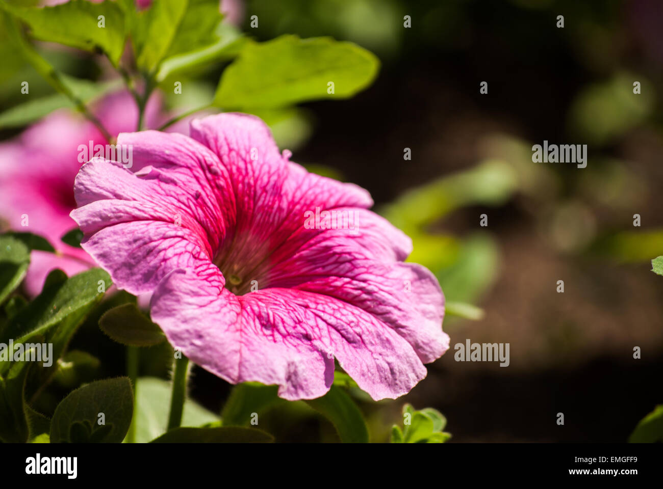 beautiful cultivated flowers in park, Petunia Stock Photo - Alamy
