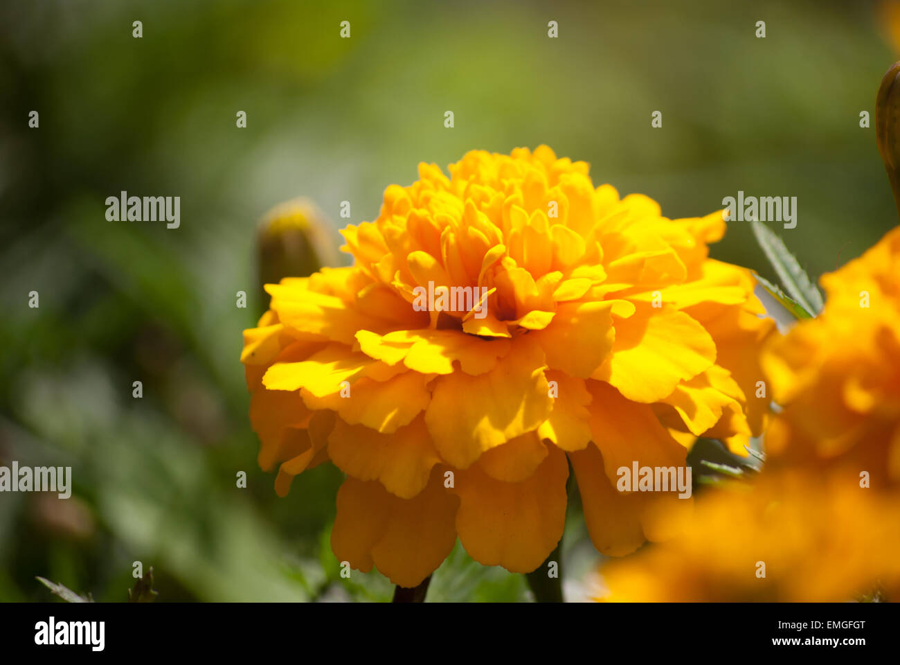 beautiful cultivated flowers in park ( Tagetes Stock Photo - Alamy