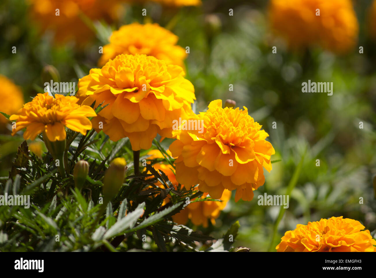 beautiful cultivated flowers in park ( Tagetes Stock Photo - Alamy