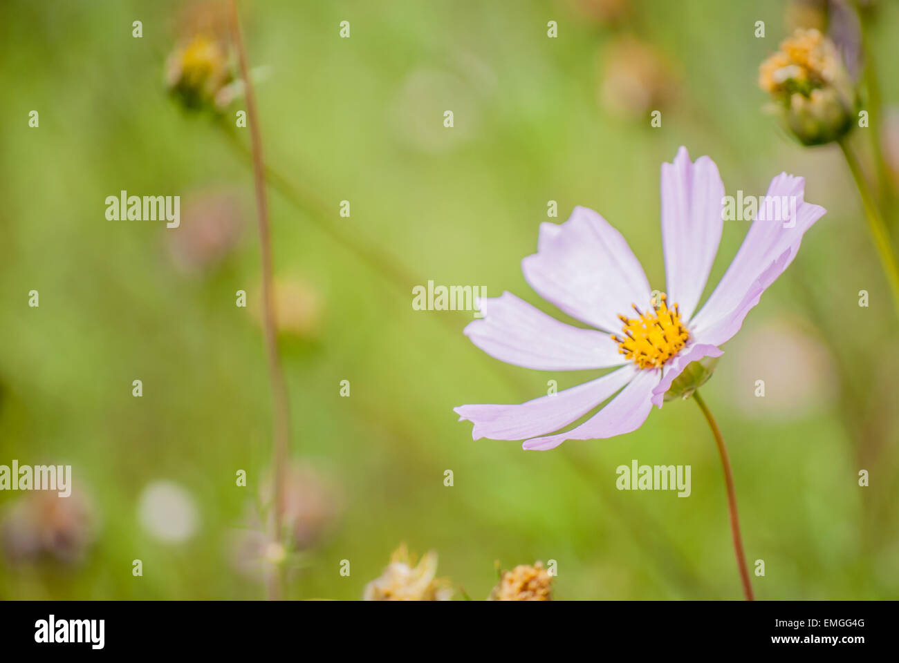 Beautiful purple flowers of Coreopsis on green flowerbed Stock Photo ...