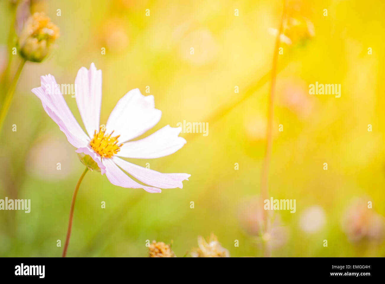 Beautiful purple flowers of Coreopsis on green flowerbed Stock Photo ...
