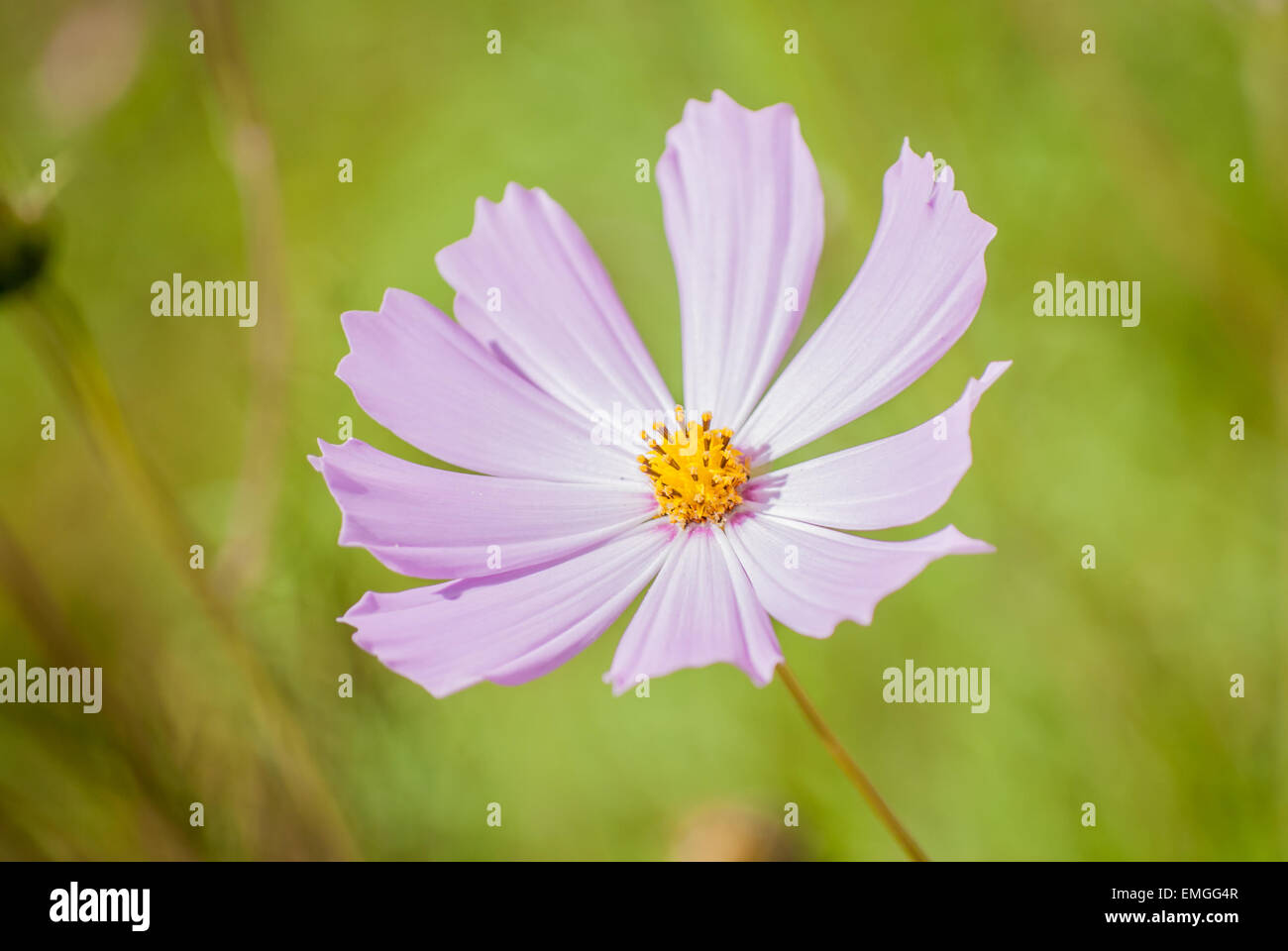 Beautiful purple flowers of Coreopsis on green flowerbed Stock Photo ...