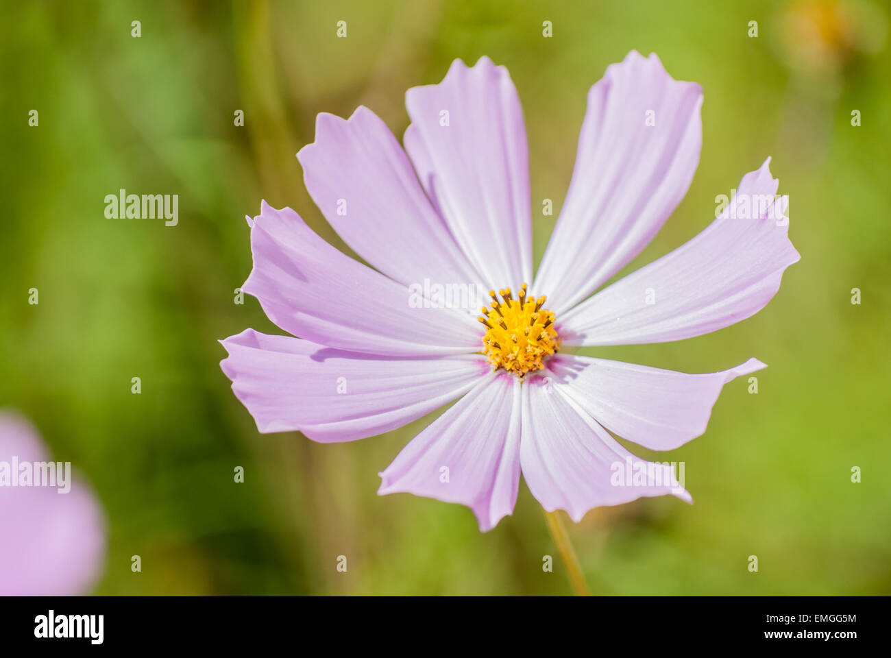 Beautiful purple flowers of Coreopsis on green flowerbed Stock Photo ...