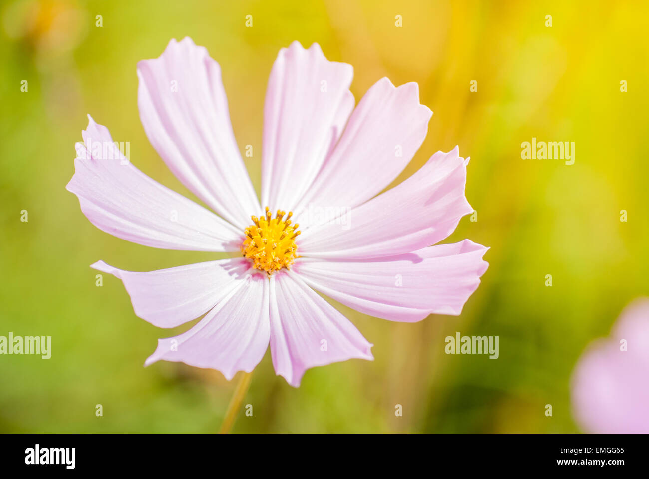 Beautiful purple flowers of Coreopsis on green flowerbed Stock Photo ...